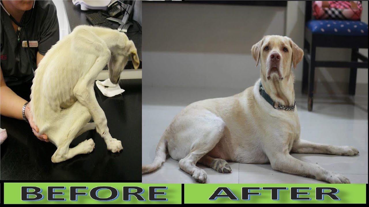 Amazing transformation of sick dog | rescue dog before and after - YouTube