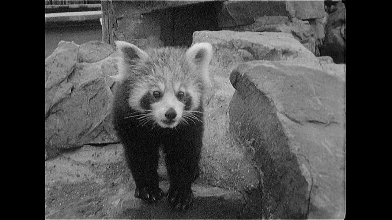 Lesser Panda (Red Panda) At The Dallas Zoo - March 1961 (Silent) - YouTube