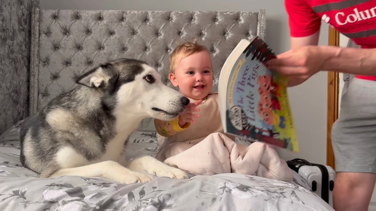 Baby LOVES Reading Her Husky Books!🥹💖 - YouTube