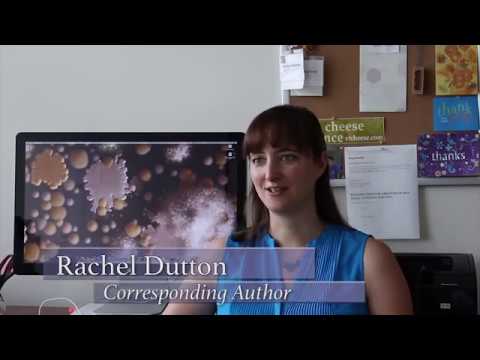 Making Cheese, Exploring Microbes - YouTube