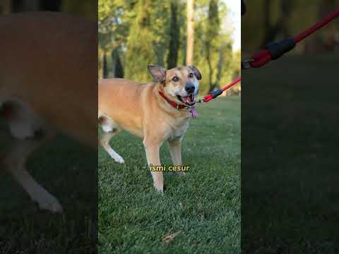 Cesur ile tanışma hikayemiz. Bazen de hayatınızın anlamı oluyolar ☺️🐶 #köpek #dog