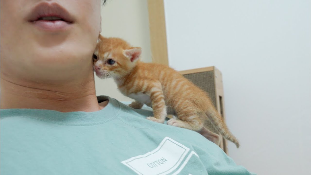 When I call, baby kitten comes up to me and rubs his face - YouTube