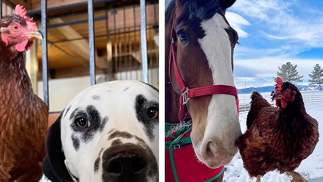Chicken Becomes Friends With Other Farm Animals - YouTube