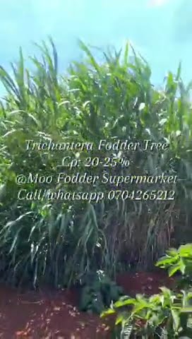 Trichanthera Gigantea Fodder Tree - YouTube