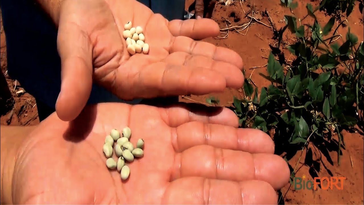 Rede BioFORT - Portal Embrapa