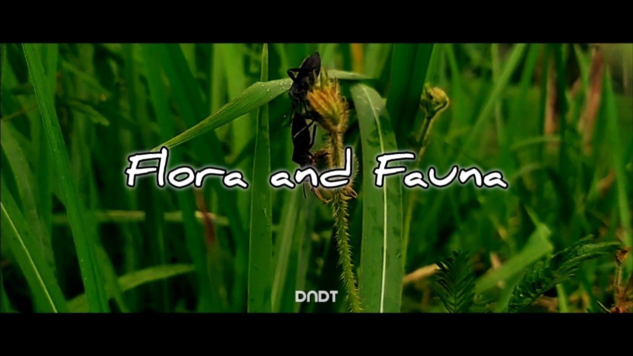 Flora And Fauna | Nature cinematic video | cinematic alam - YouTube