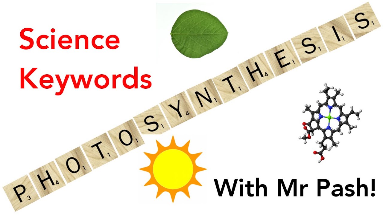 Photosynthesis, Explained - GCSE Science Keywords - YouTube