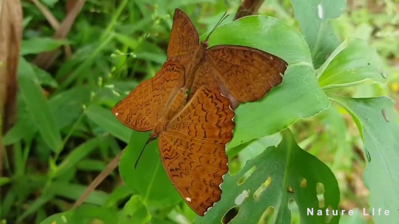 Common Castor Butterfly - Butterfly Mating - YouTube
