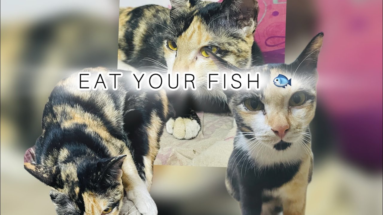 cat eat fish - YouTube