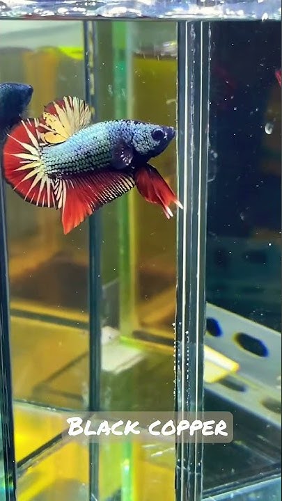 Black copper (The Betta KH) - YouTube