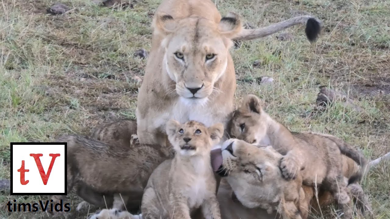 Adorable litter of NINE baby lion cubs climbing all over their mothers ...