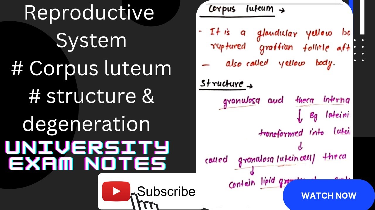 Corpus luteum/fate of corpus luteum/structure of corpus luteum ...