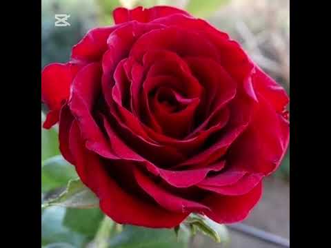 Giydim beyazları çıktım yollara ilahi#ilahirahmet#ilahi#ilahiler#seslidinle #beautiful#dinivideolar