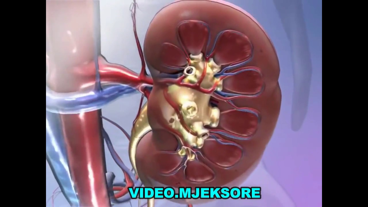 VESHKAT DHE NEFRONET ( A e dini se ? ) - YouTube