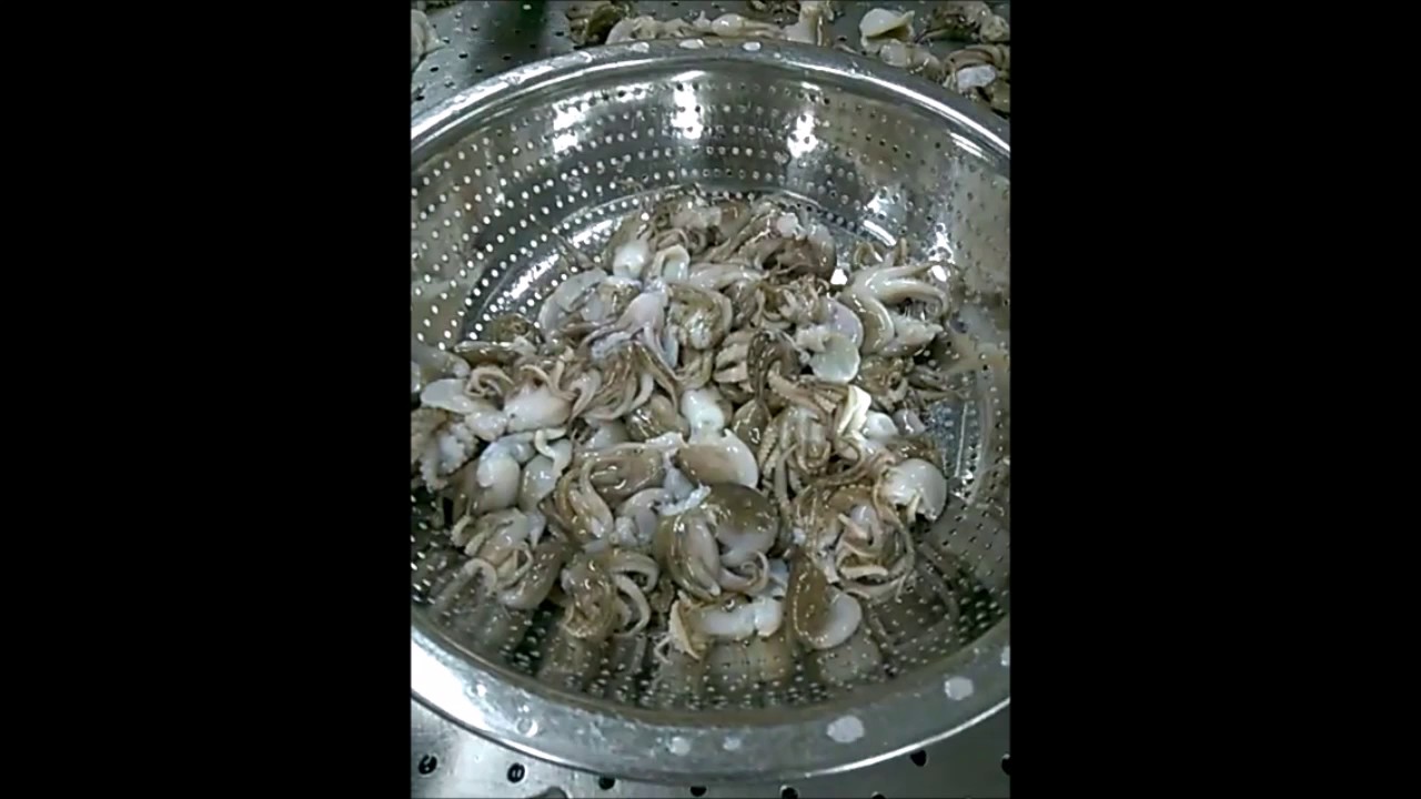 Baby octopus whole cleaned - YouTube