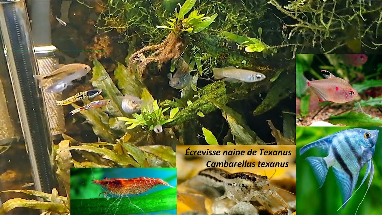 L'évolution de l'aquarium Octobre 2024 - YouTube