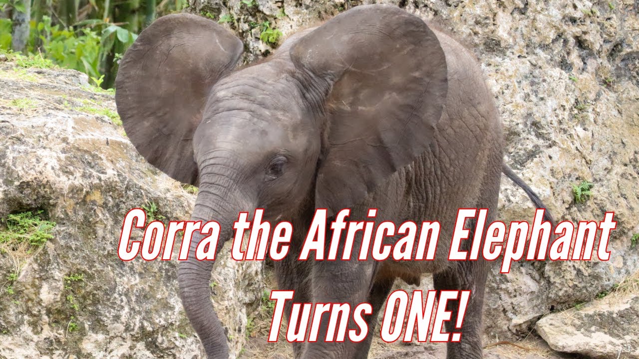 Corra the African Elephant Turns One at Disney's Animal Kingdom - YouTube