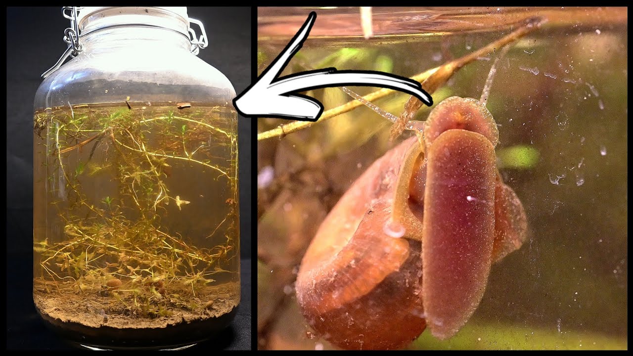 How Many Creatures Live in This Jar of Lake Water? - YouTube