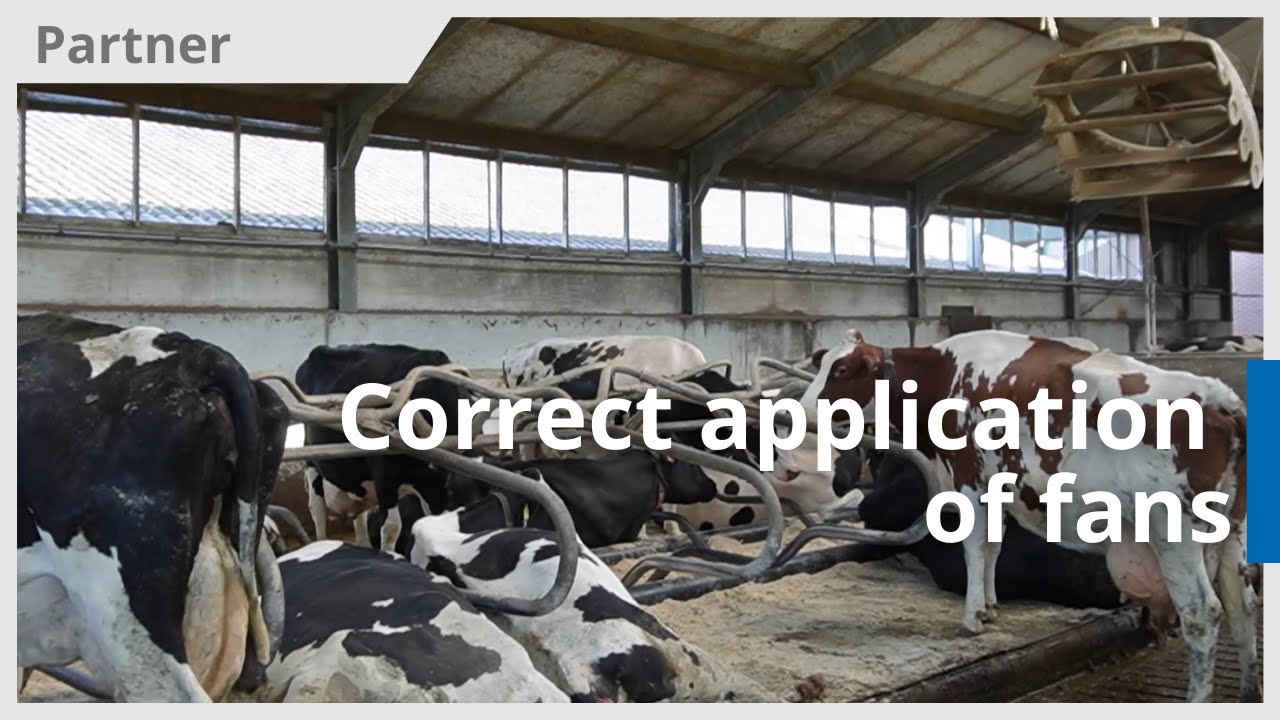 Correct application of fans important for cow - YouTube