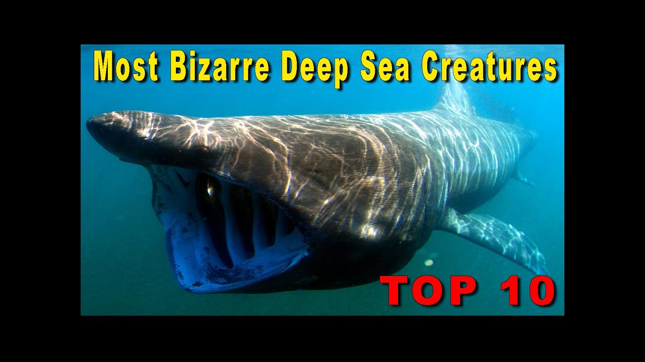 Top 10 Most Bizarre Deep Sea Creatures - YouTube
