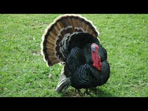 Hindi Sesi #animals