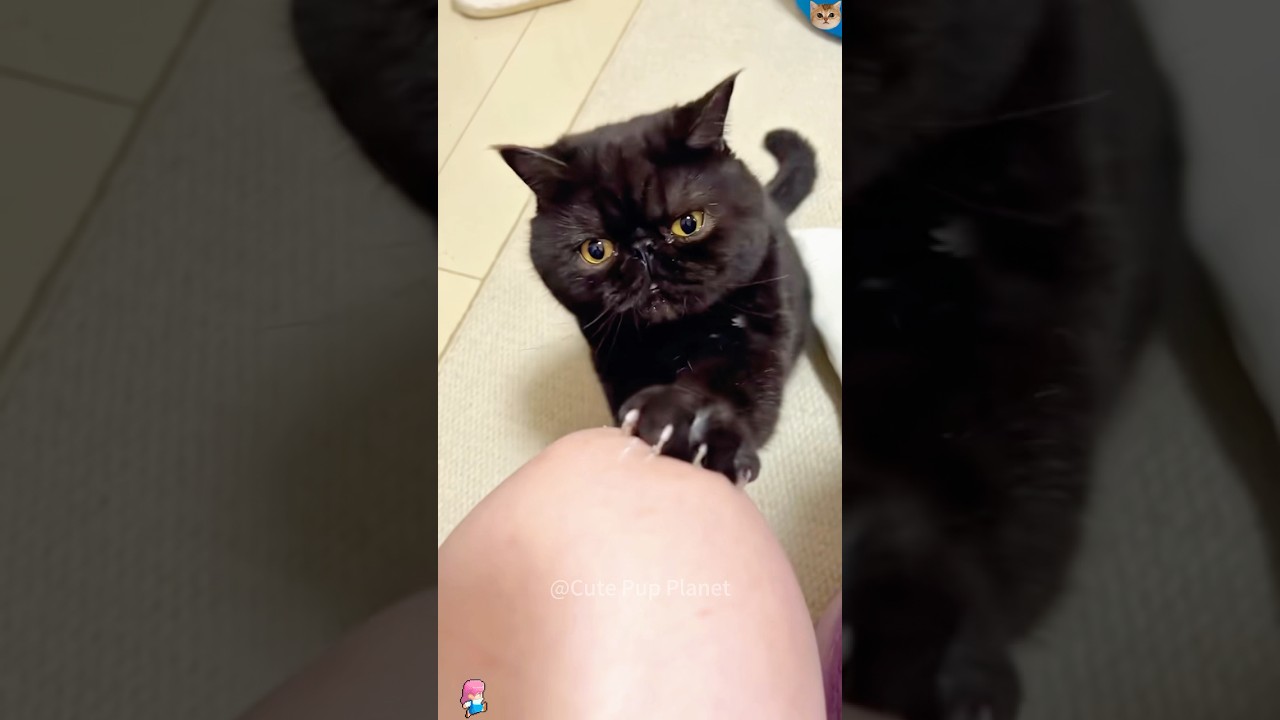 Sharp cat claws😱 #funny #funnypets #cat #petsrule #petvideos #pets #funnyanimals #animals # ...