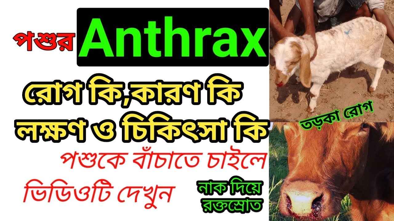 গরু মোষ ছাগল ভেড়ার Anthrax রোগ কি কারণ লক্ষণ ও চিকিৎসা কি|Anthrax Diseases in animals| #anthrax ...