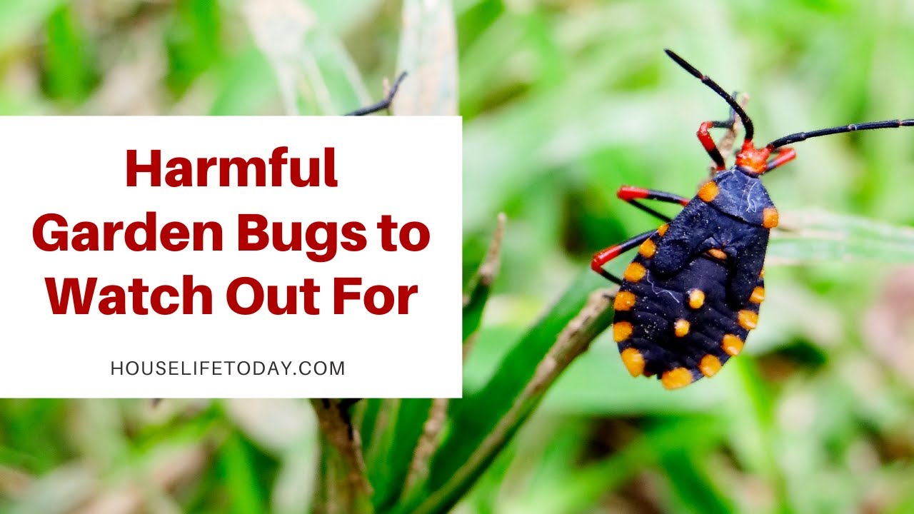 Harmful Garden Bugs to Watch Out For - YouTube