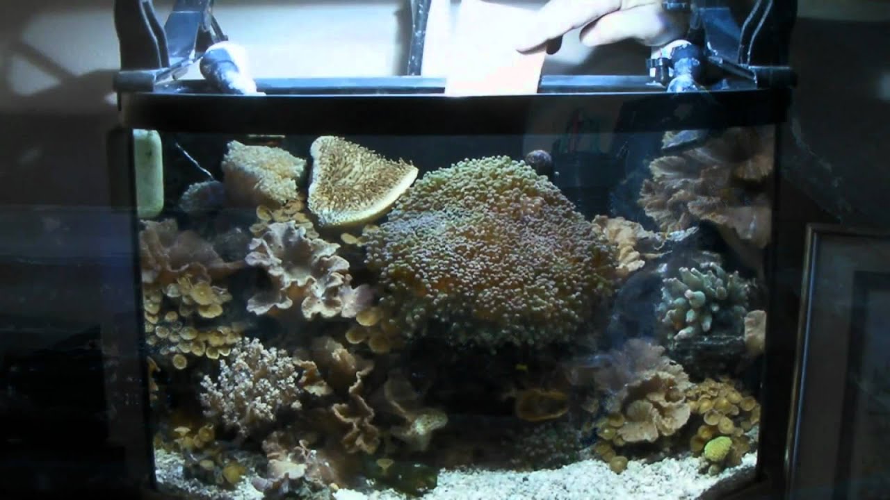 Preventing Overflows in Your Reef Ready Tank - YouTube