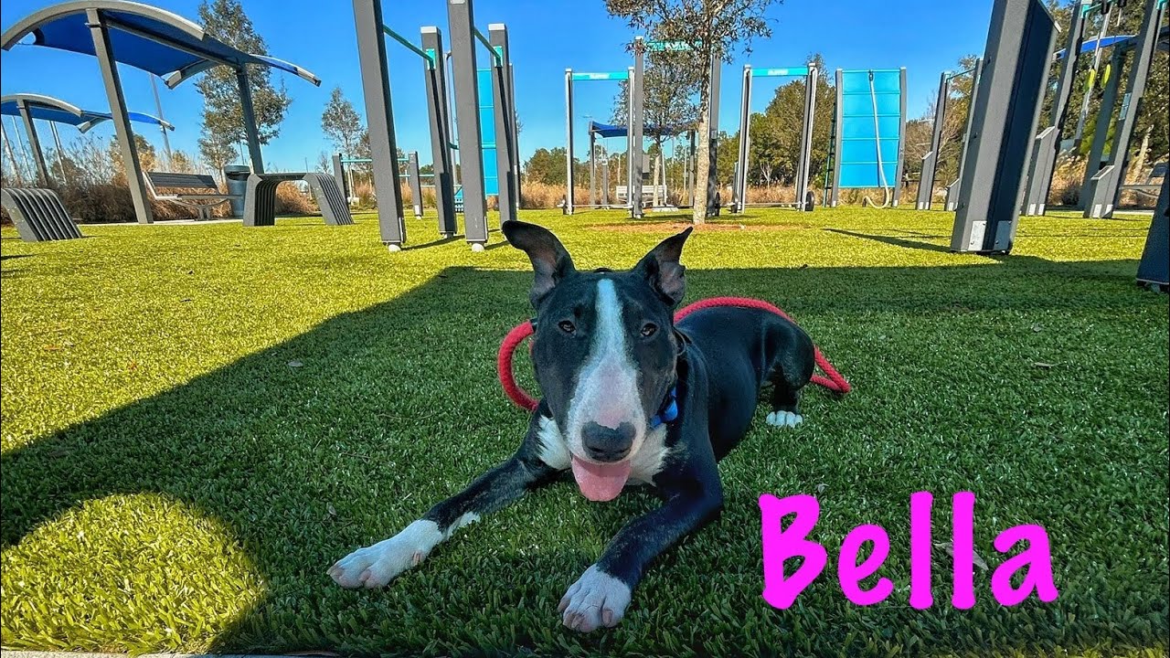 5mo Bull Terrier (Bella) Urban K9 | Best Dog Trainers in Florida - YouTube