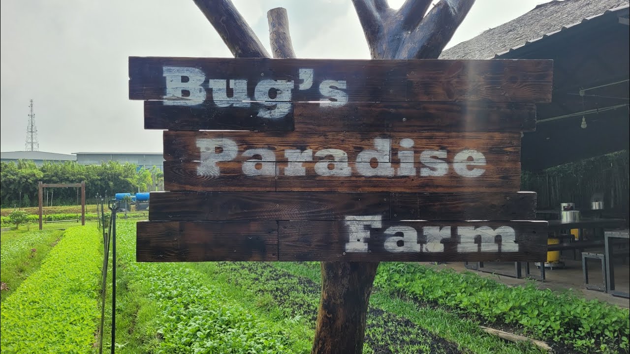 Bug's Paradise Farm | Organic Farm | Fun Food Farm - YouTube