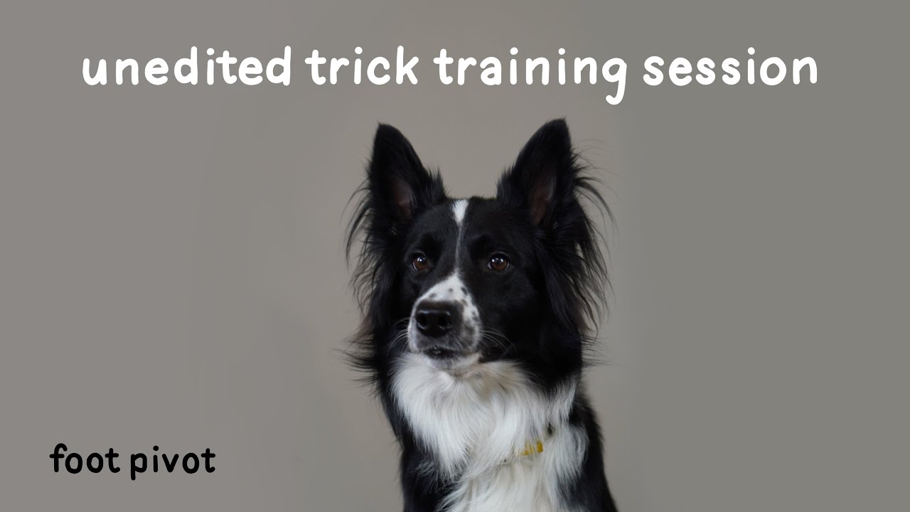 Foot Pivot Trick Training Session | Unedited | Border Collie Trick Training - YouTube