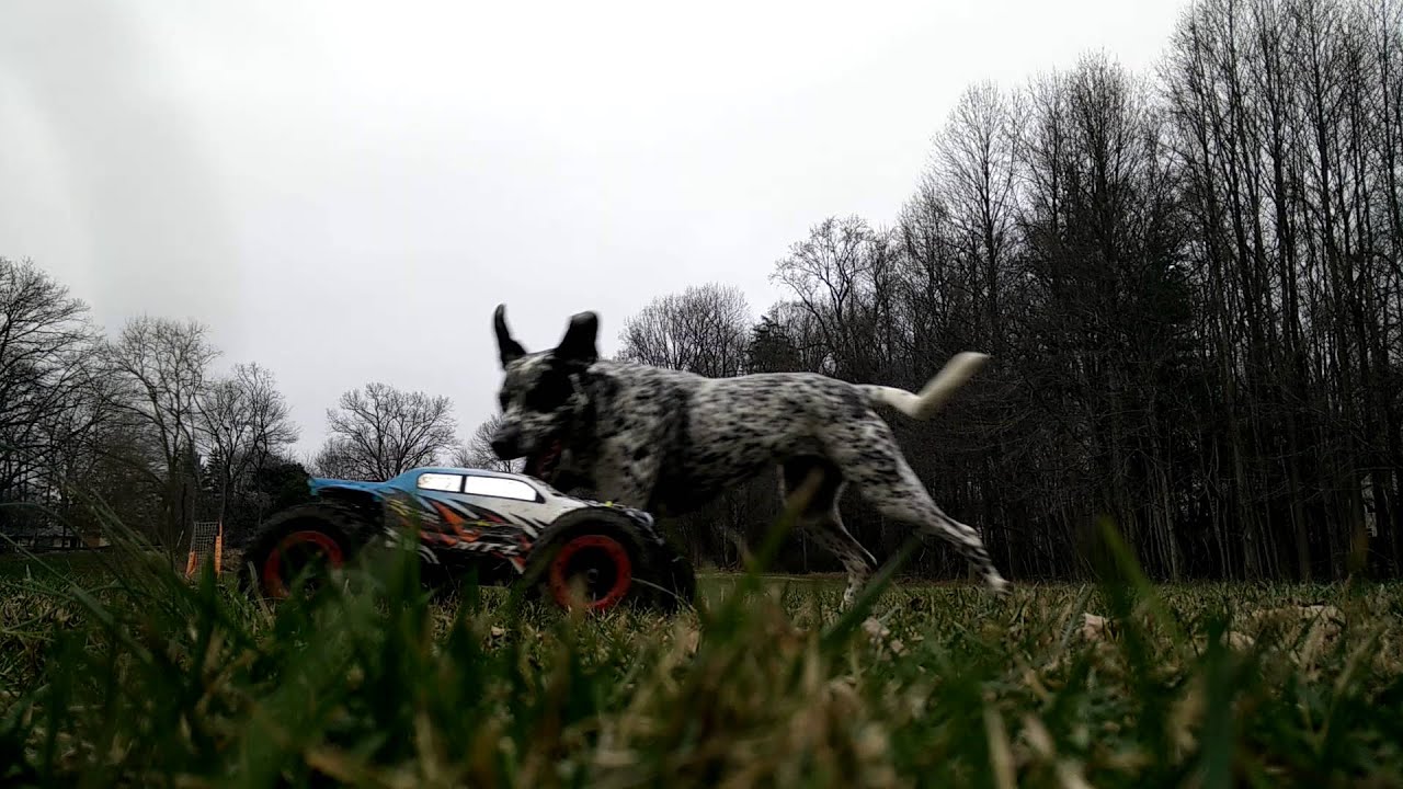 Dog chasing RC Car MT4G3 - YouTube