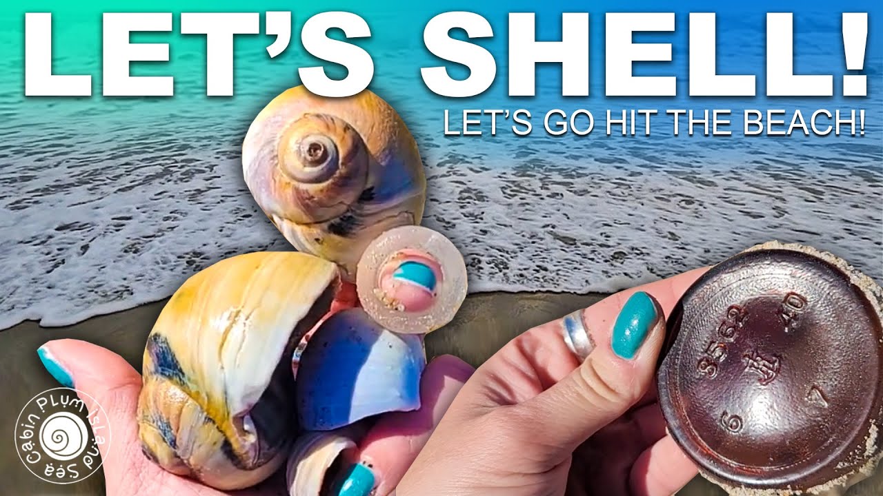 Let's Go Shelling! | Cold Water Shelling Plum Island Massachusetts ...