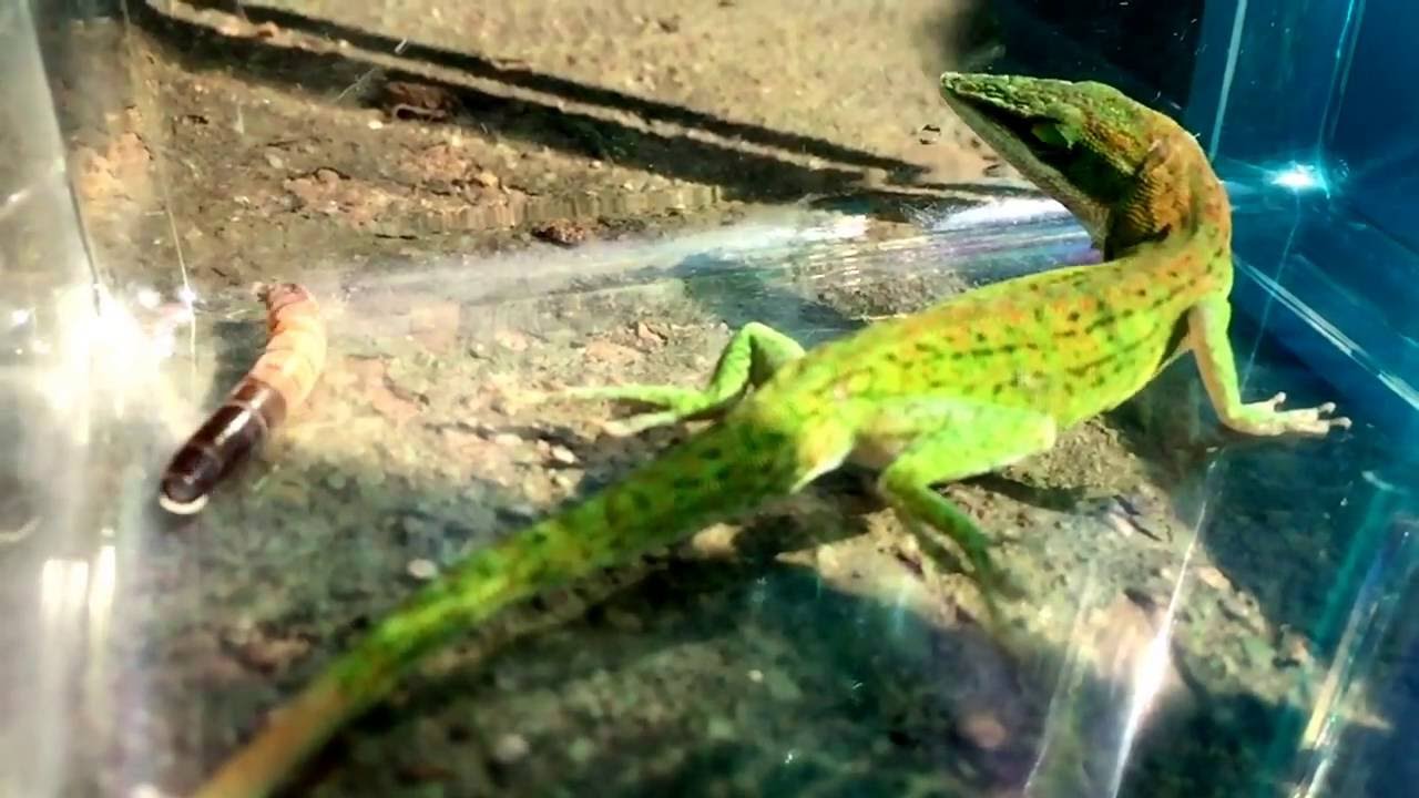 Anole Color Change - YouTube
