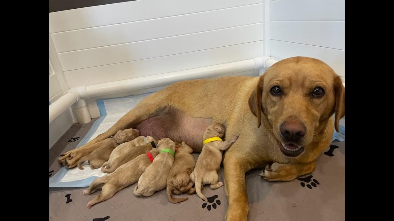 October 2024 Newborn AKC Red Labrador Retriever Puppies - YouTube