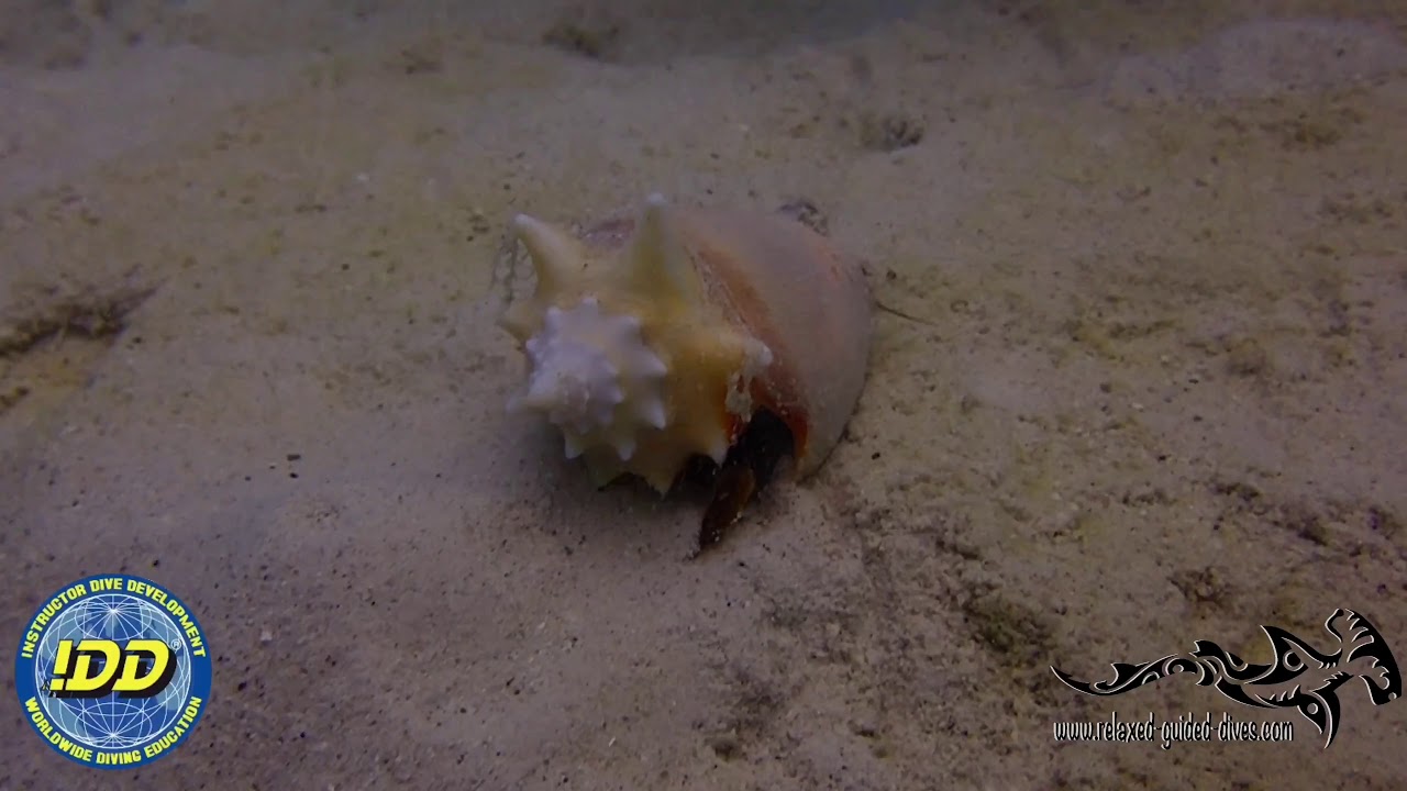 Conch on the move at Curaçao - YouTube