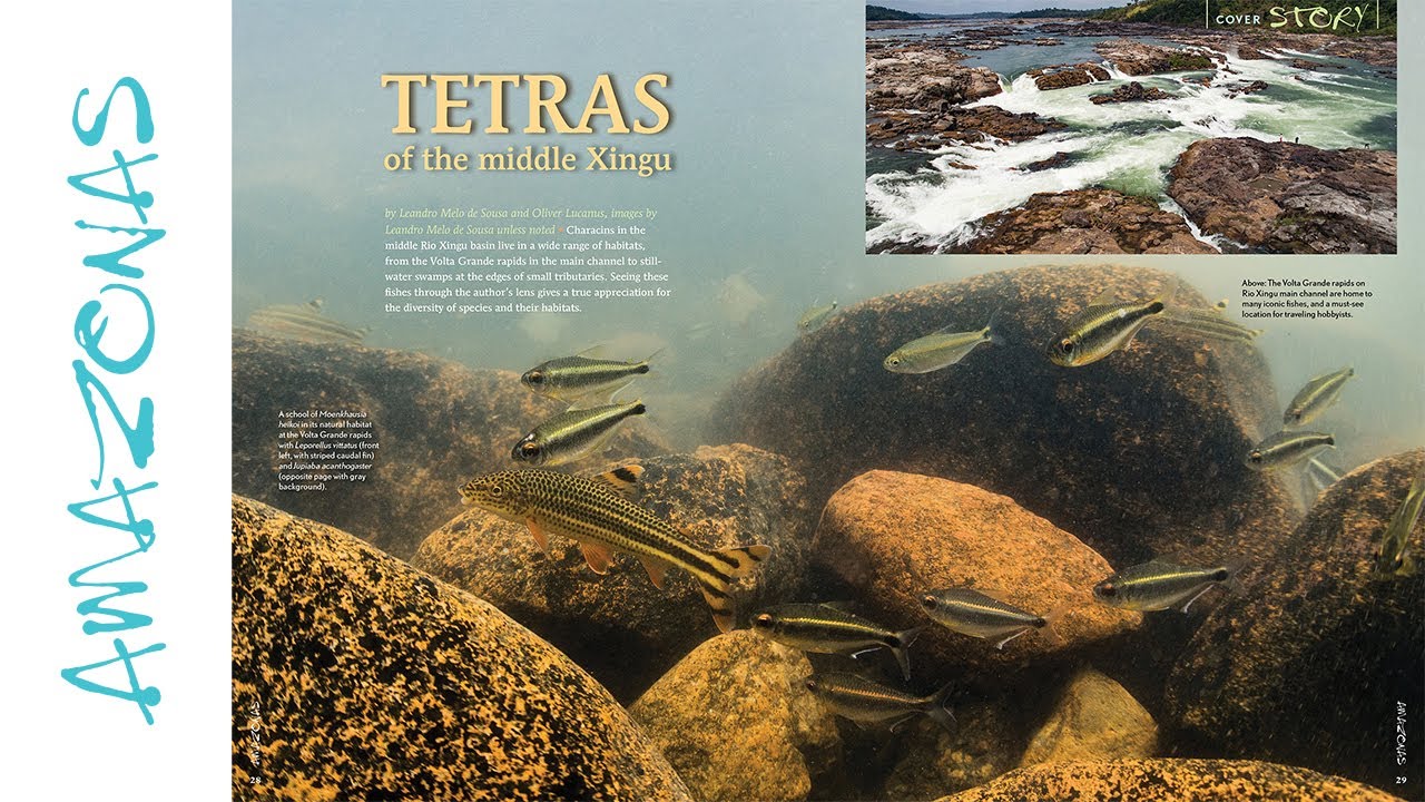 CHARACINS—NEW BRAZILIAN TETRAS: A SPECIAL EDITION - AMAZONAS Magazine ...