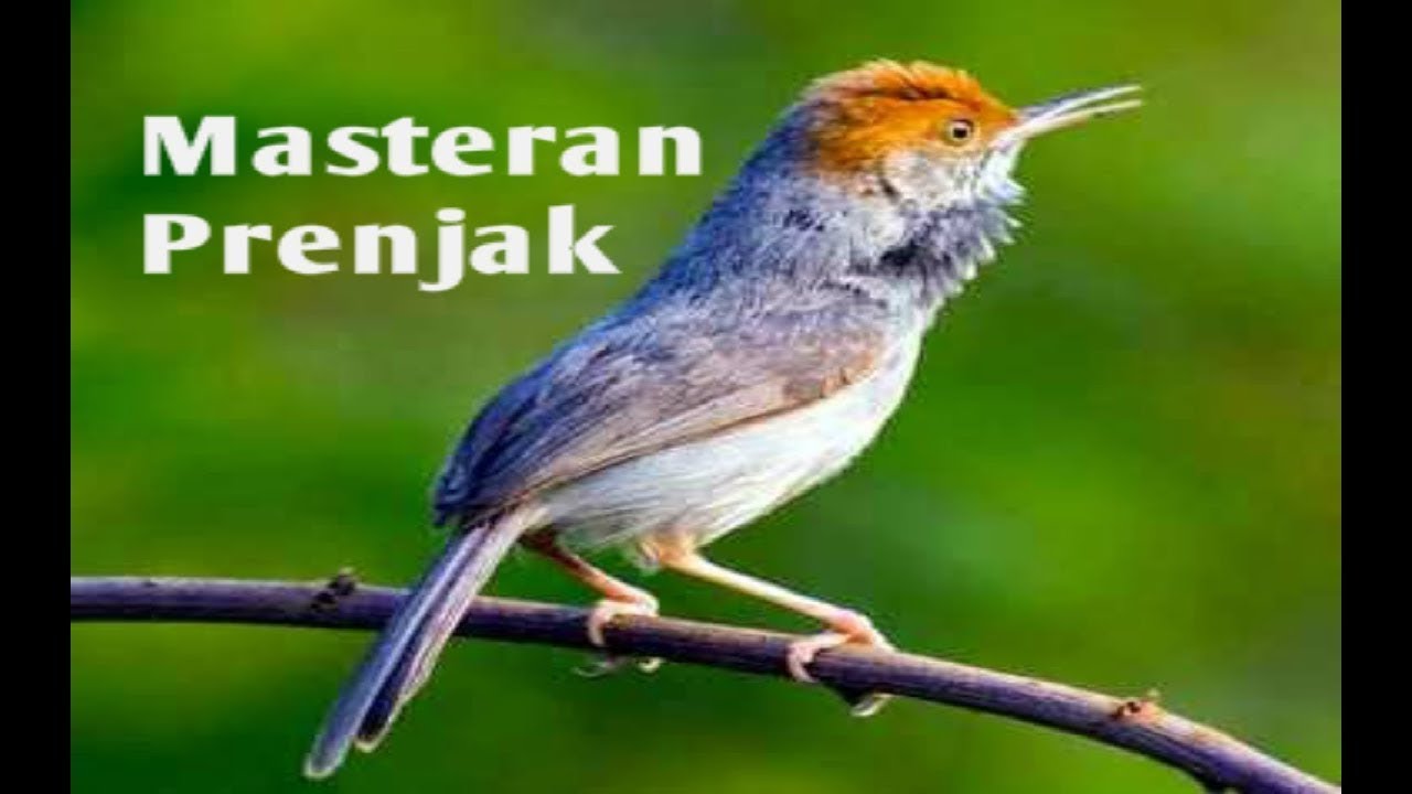 Suara Burung Perenjak Pagi Hari - YouTube