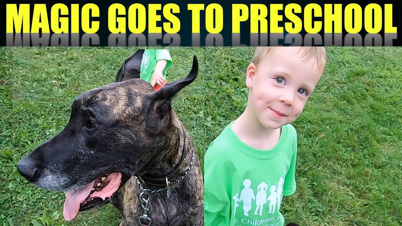 Magic the Great Dane goes to Pre School - YouTube