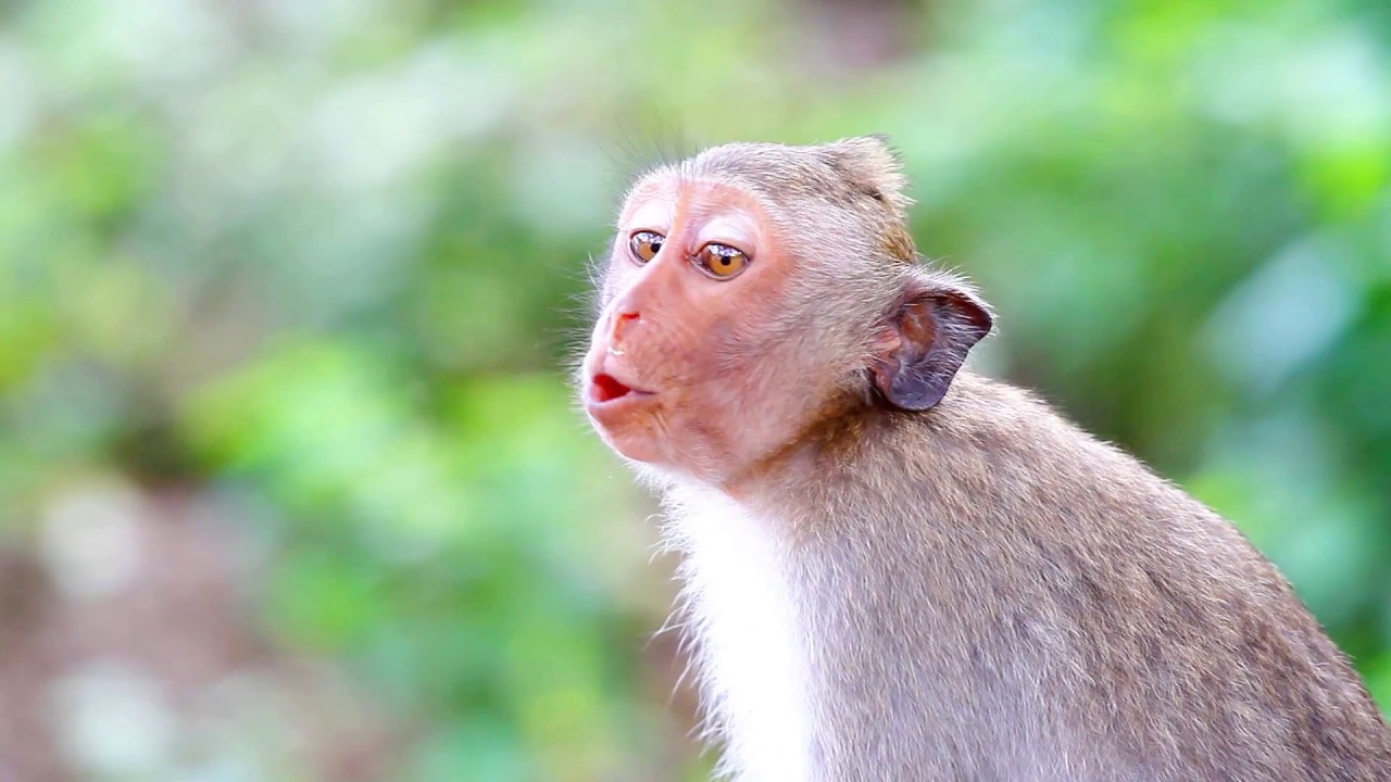 Travelkiki - Monkey Video - YouTube