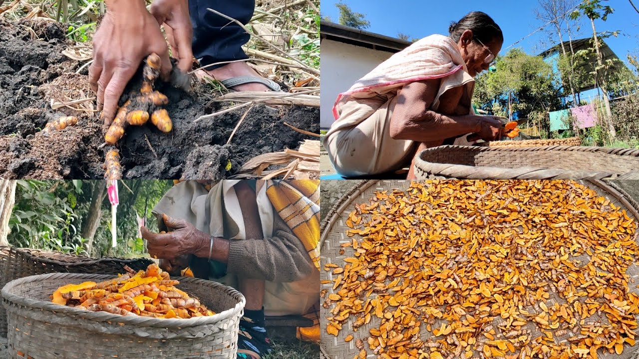 Turmeric Harvesting | Cleaning, Slicing and Sun Drying (First 3 Steps ...