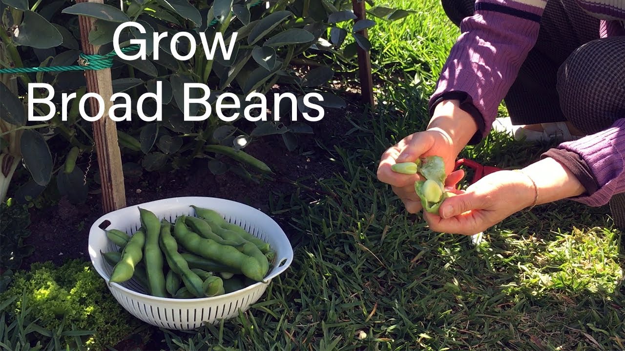 how to grow broad beans from beans or seed in winter,种蚕豆季节. - YouTube