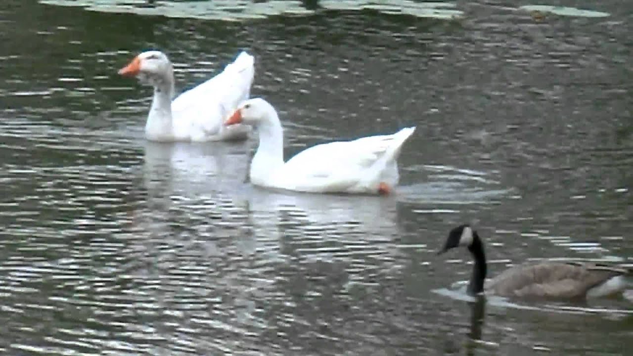 Snow Geese 2013 - YouTube