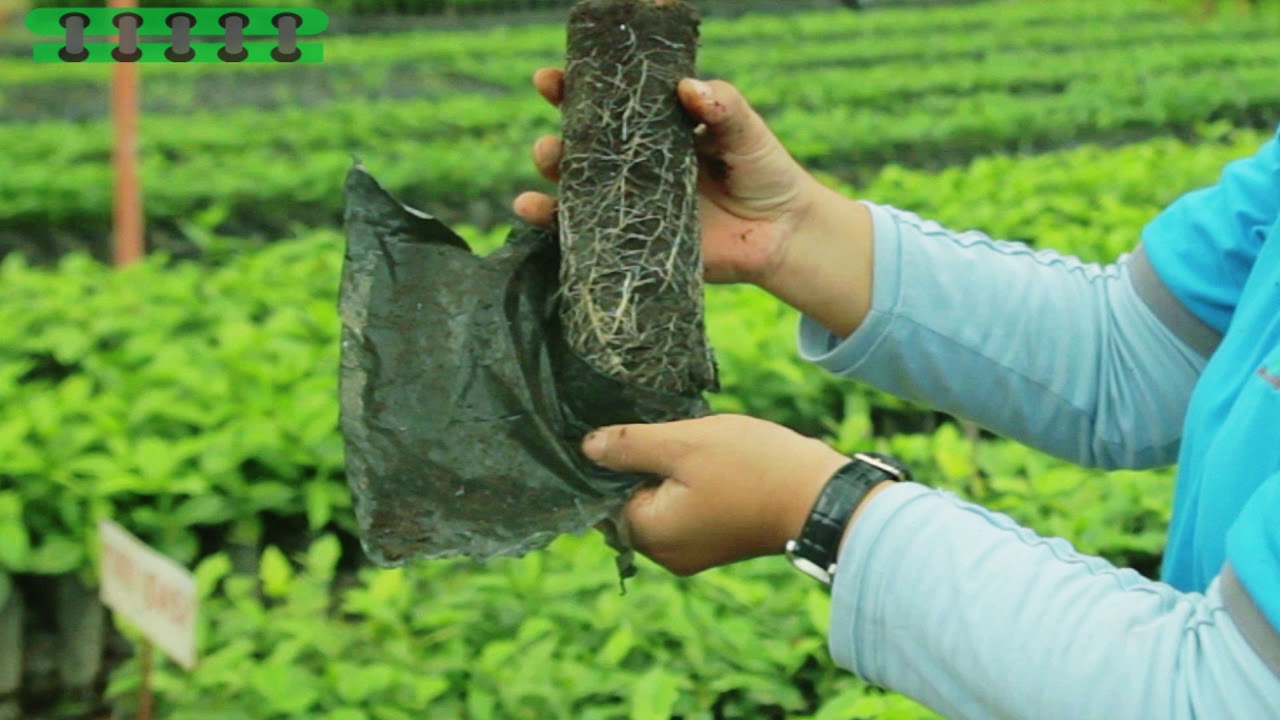 Seedling Problems and Solutions - YouTube