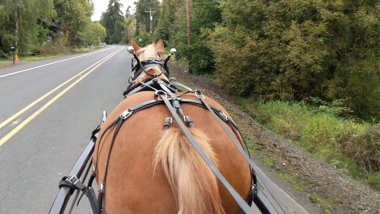 Donner the carriage horse - YouTube