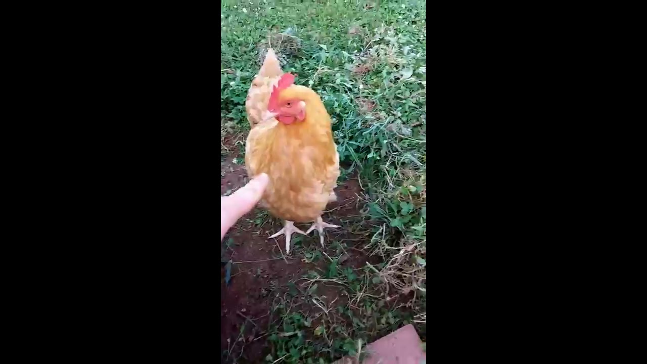 My backyard chicken pecks me. - YouTube
