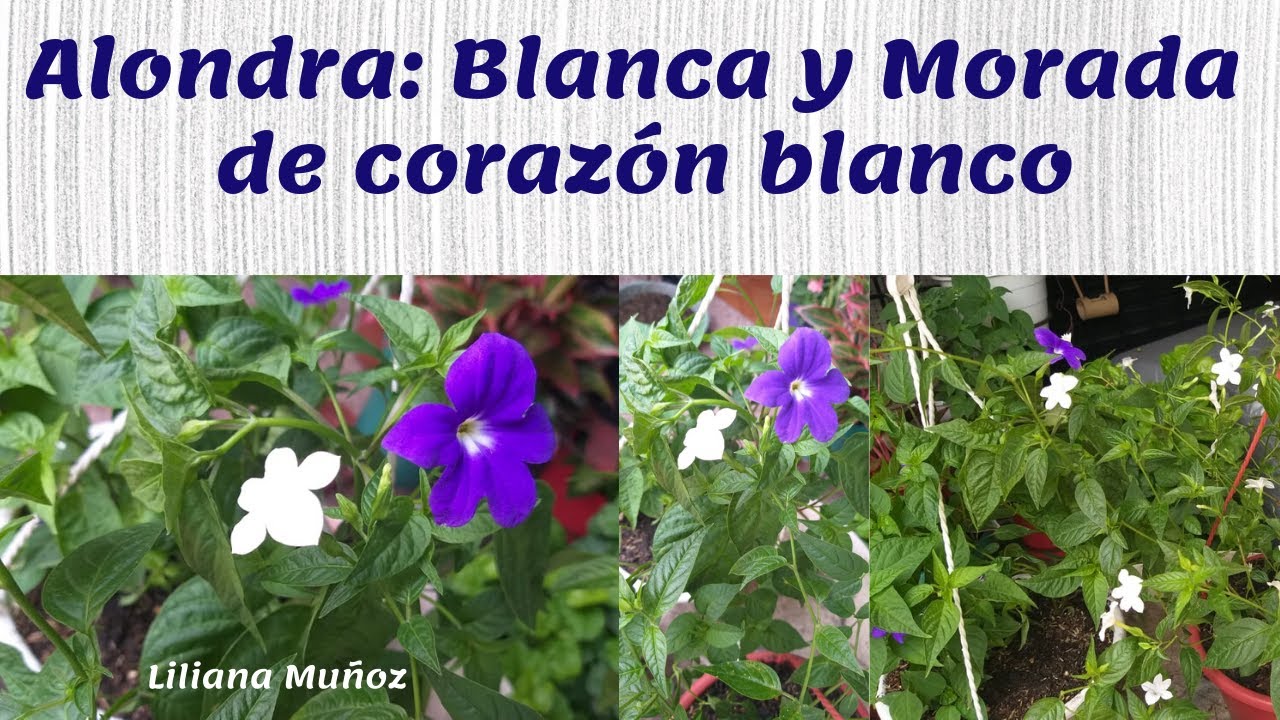 ALONDRA: BLANCA Y MORADA de CORAZÓN BLANCO / Liliana Muñoz - YouTube