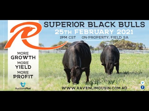 Raven 2021 Bull Videos Lot 1 - 34 - YouTube