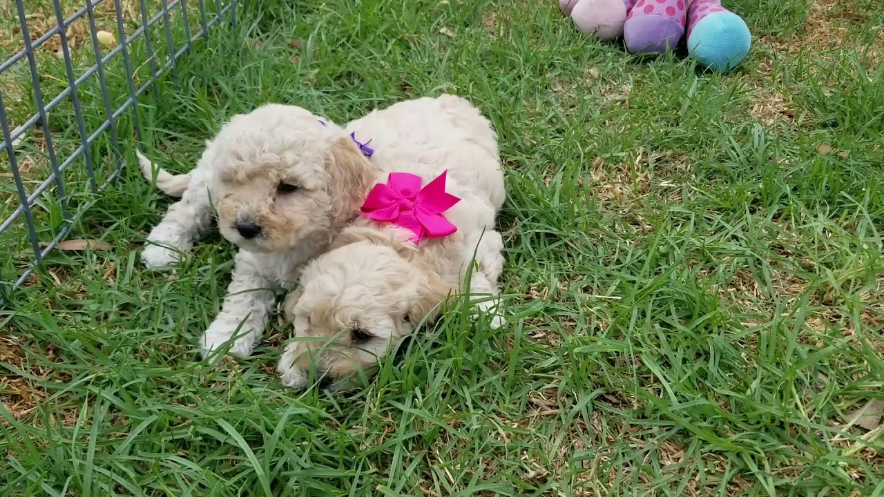 Bichoodle pups female - YouTube